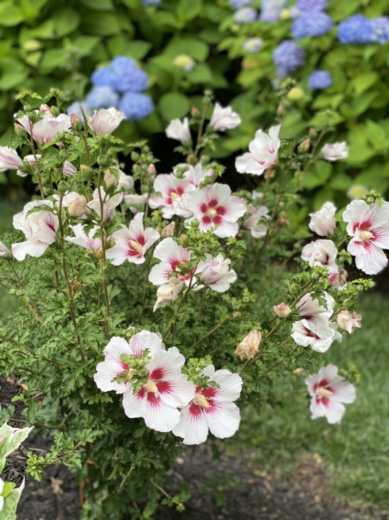 Add A Gorgeous Gift To Your Summer Garden With These Magical Monrovia ...