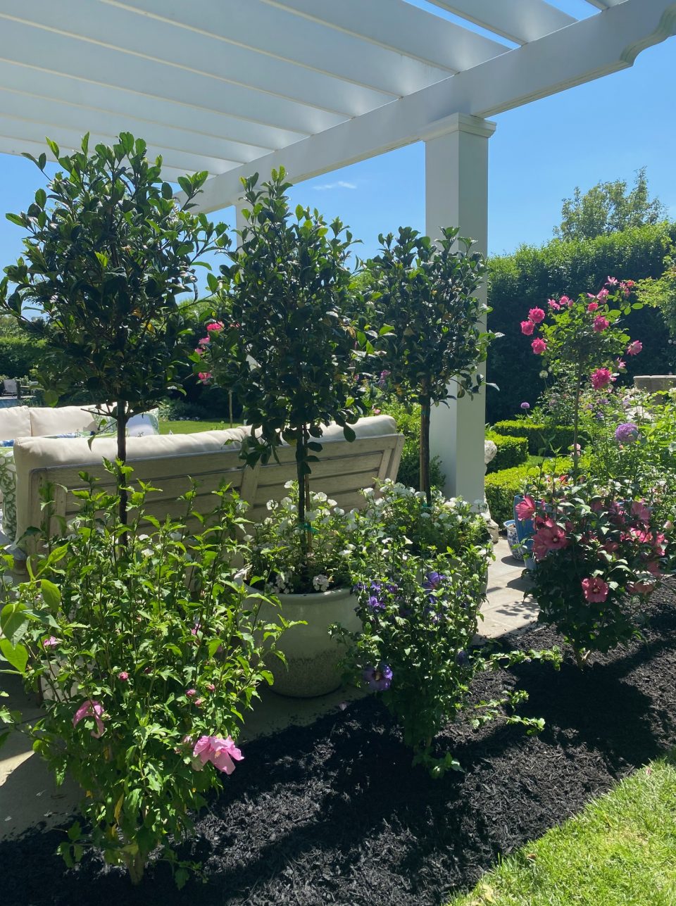 Add A Gorgeous Gift To Your Summer Garden With These Magical Monrovia ...