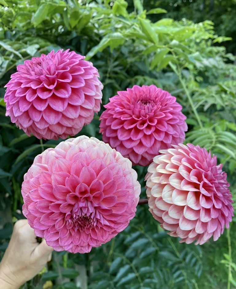 THE 13 BEST DAHLIA VARIETIES FOR CUTTING GARDENS FROM NESTLEDOWN DAHLIA ...